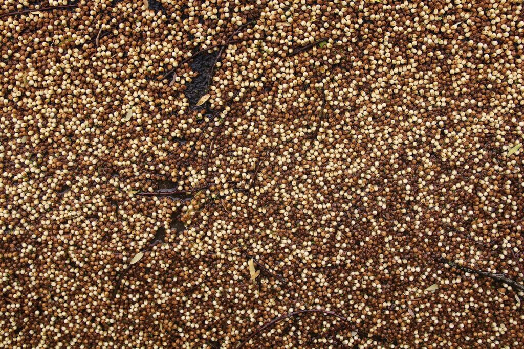 Dust, Seeds, and Flowers / El Polvo, las Semillas y las Flores | Diocesan